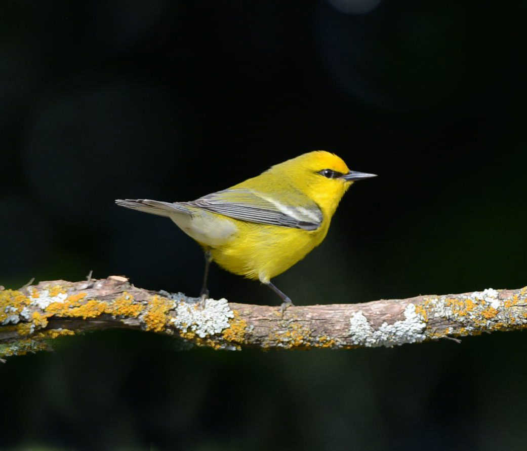 Sunny Yellow Birds Color Fall Migration - Visit Port Arthur Texas