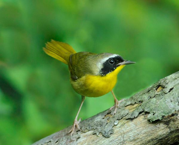 Sunny Yellow Birds Color Fall Migration - Visit Port Arthur Texas