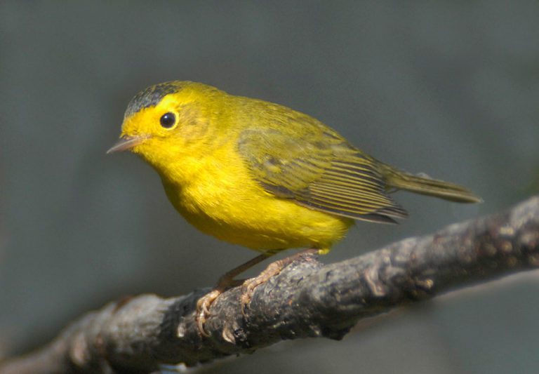 Sunny Yellow Birds Color Fall Migration - Visit Port Arthur Texas