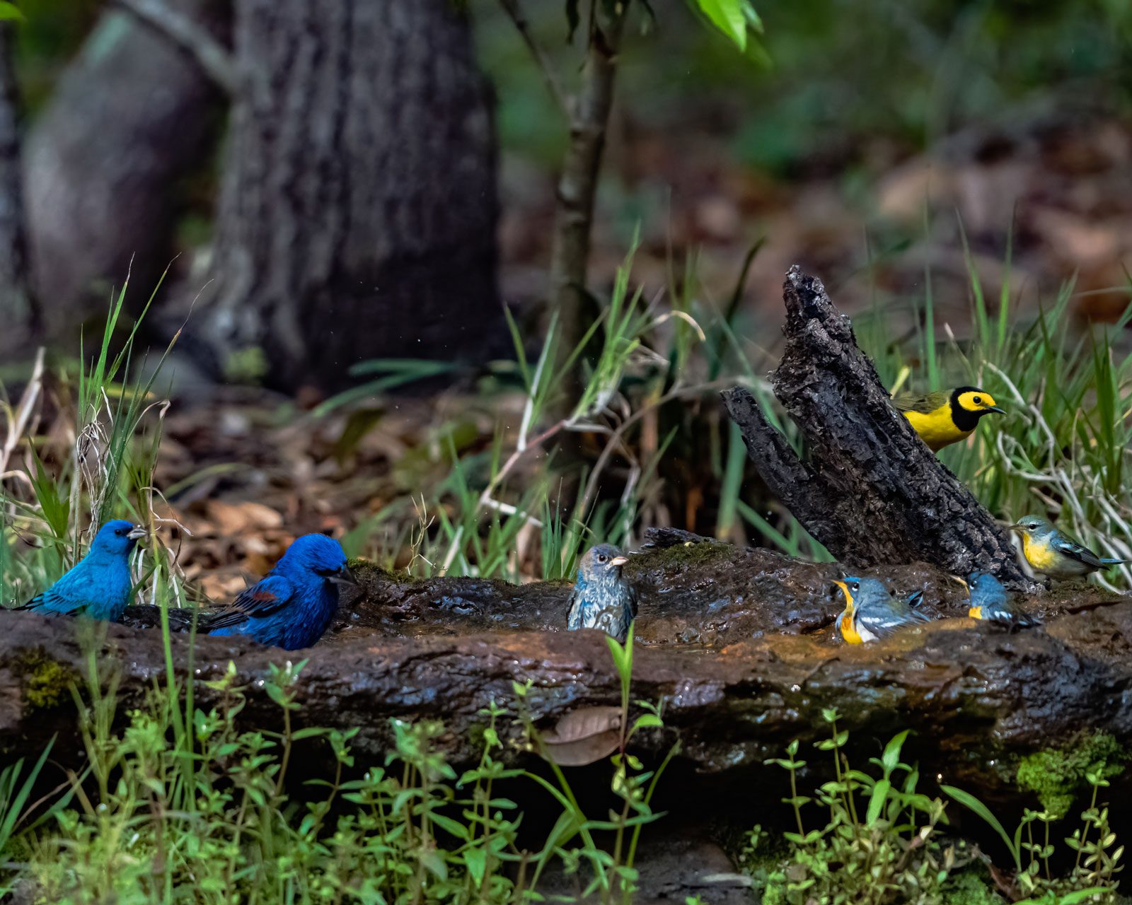 Dania Sanchez: Local Birder Who Loves Port Arthur - Visit Port Arthur Texas